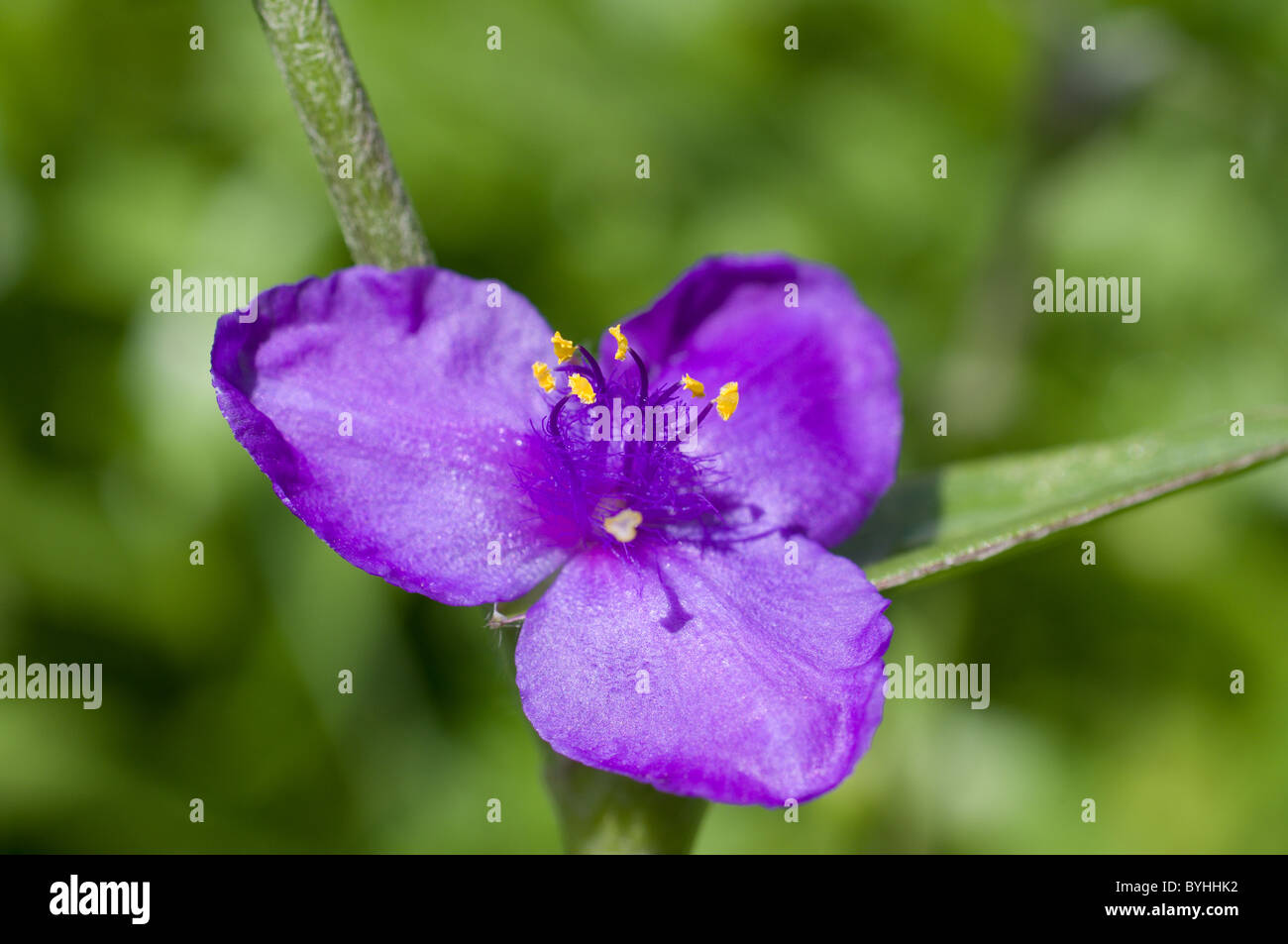 Spiderwort hi-res stock photography and images - Alamy