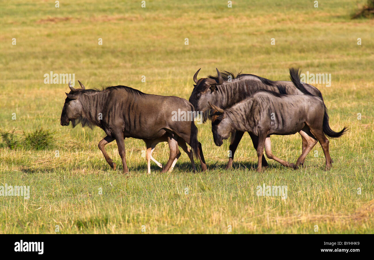 blue wildebeest group running Stock Photo - Alamy