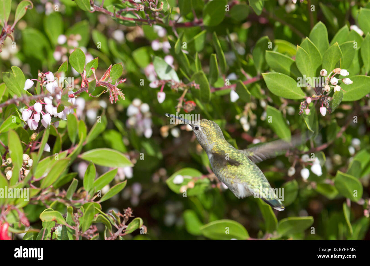 Oiseau colibri oiseau hi-res stock photography and images - Alamy