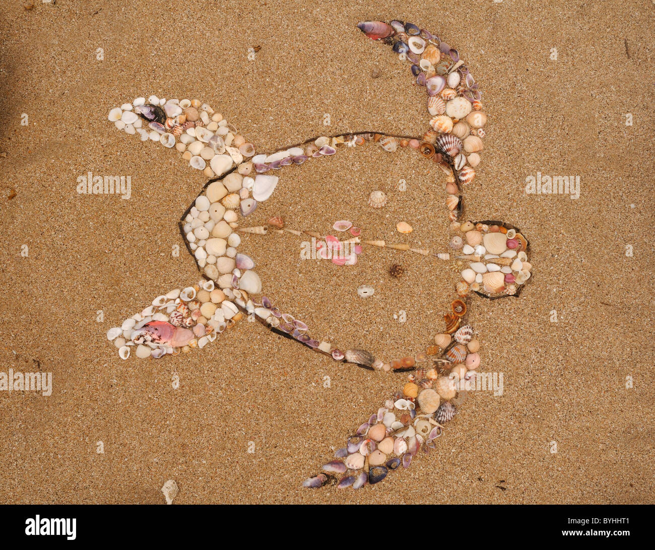 Turtle made by seashells in the sand Stock Photo - Alamy
