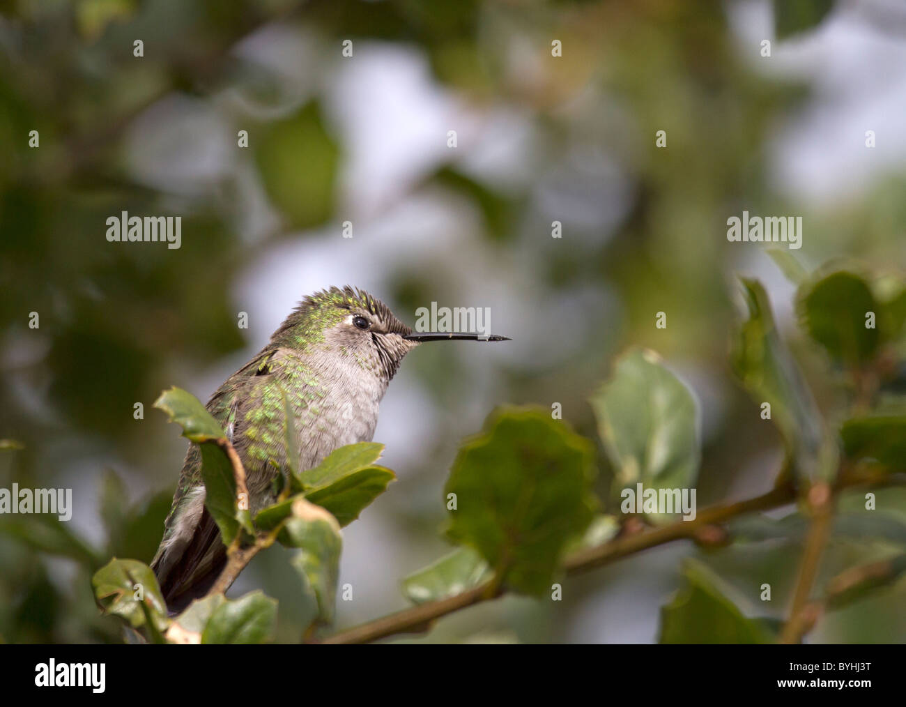 Oiseau colibri oiseau hi-res stock photography and images - Alamy