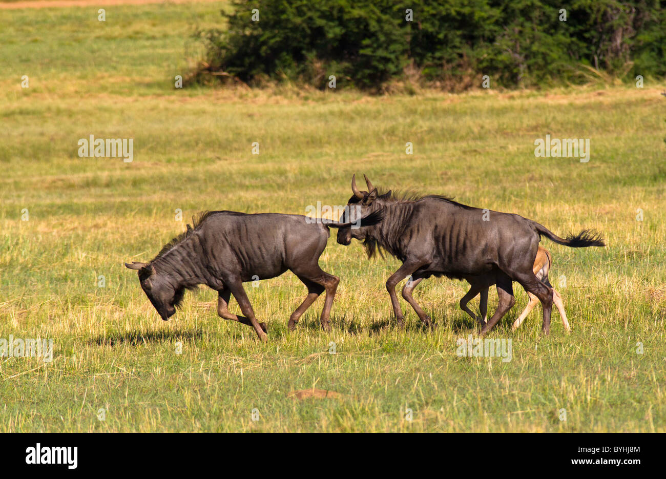 blue wildebeest group running Stock Photo - Alamy