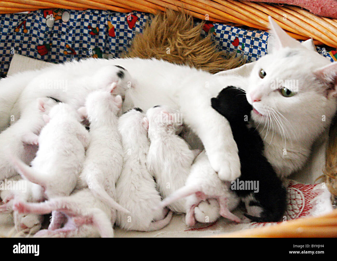LUCKY BLACK CAT? This fertile feline gave birth to a whopping 11 ...