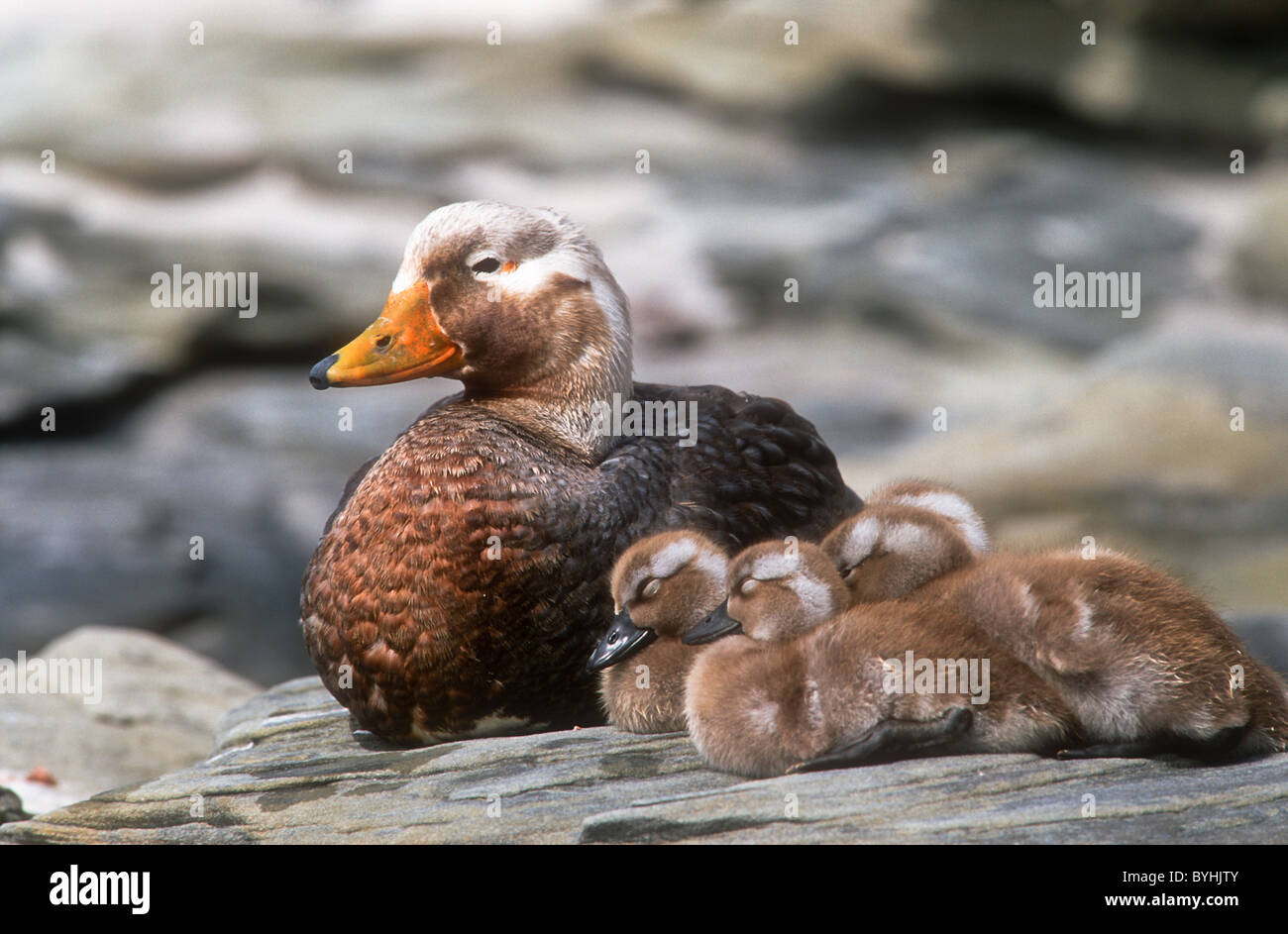 Flightless steamer duck, male, Tachyeres brachypterus, with young ...