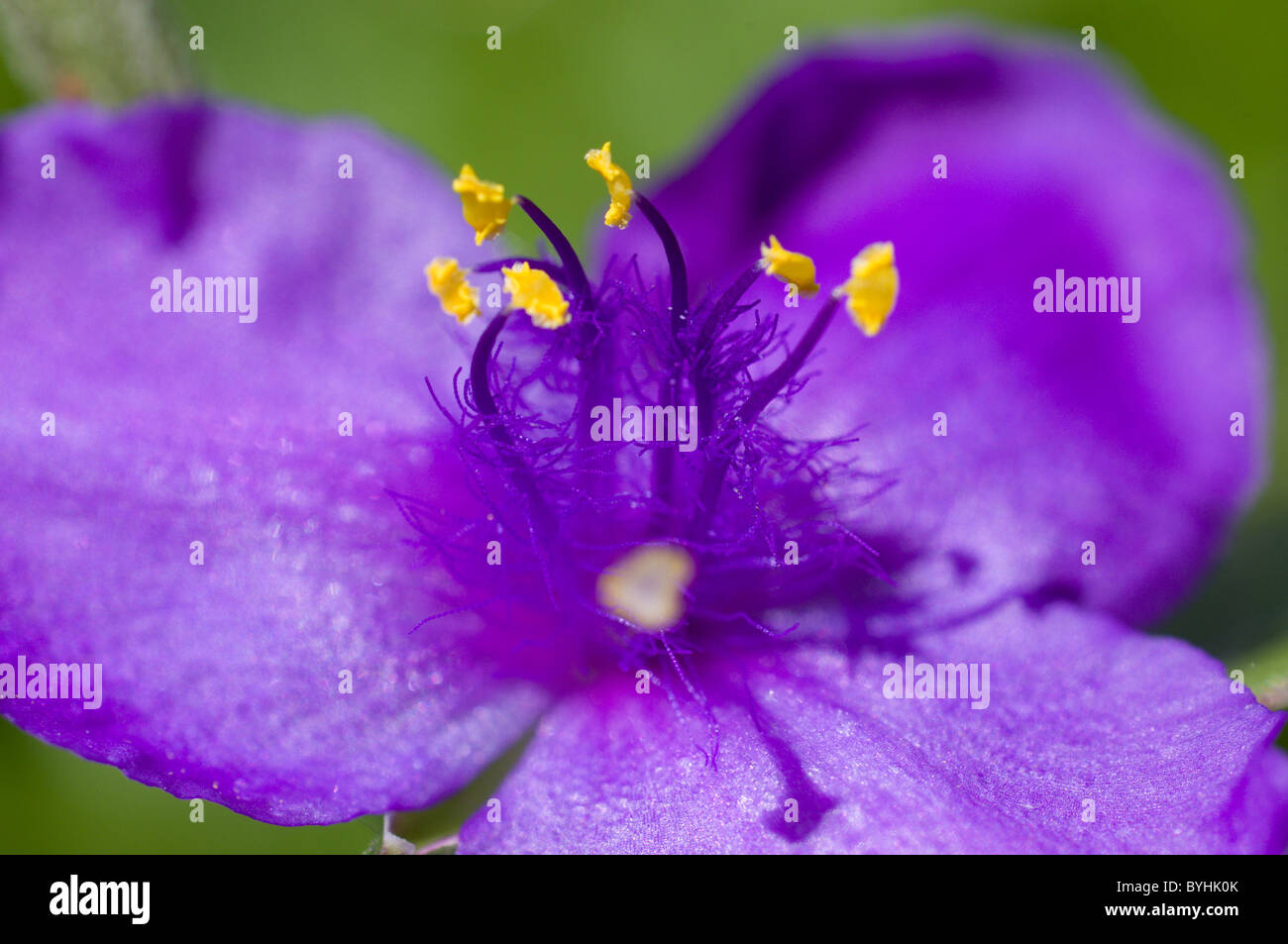 Commelinaceae tradescantia spiderwort flower hi-res stock photography ...