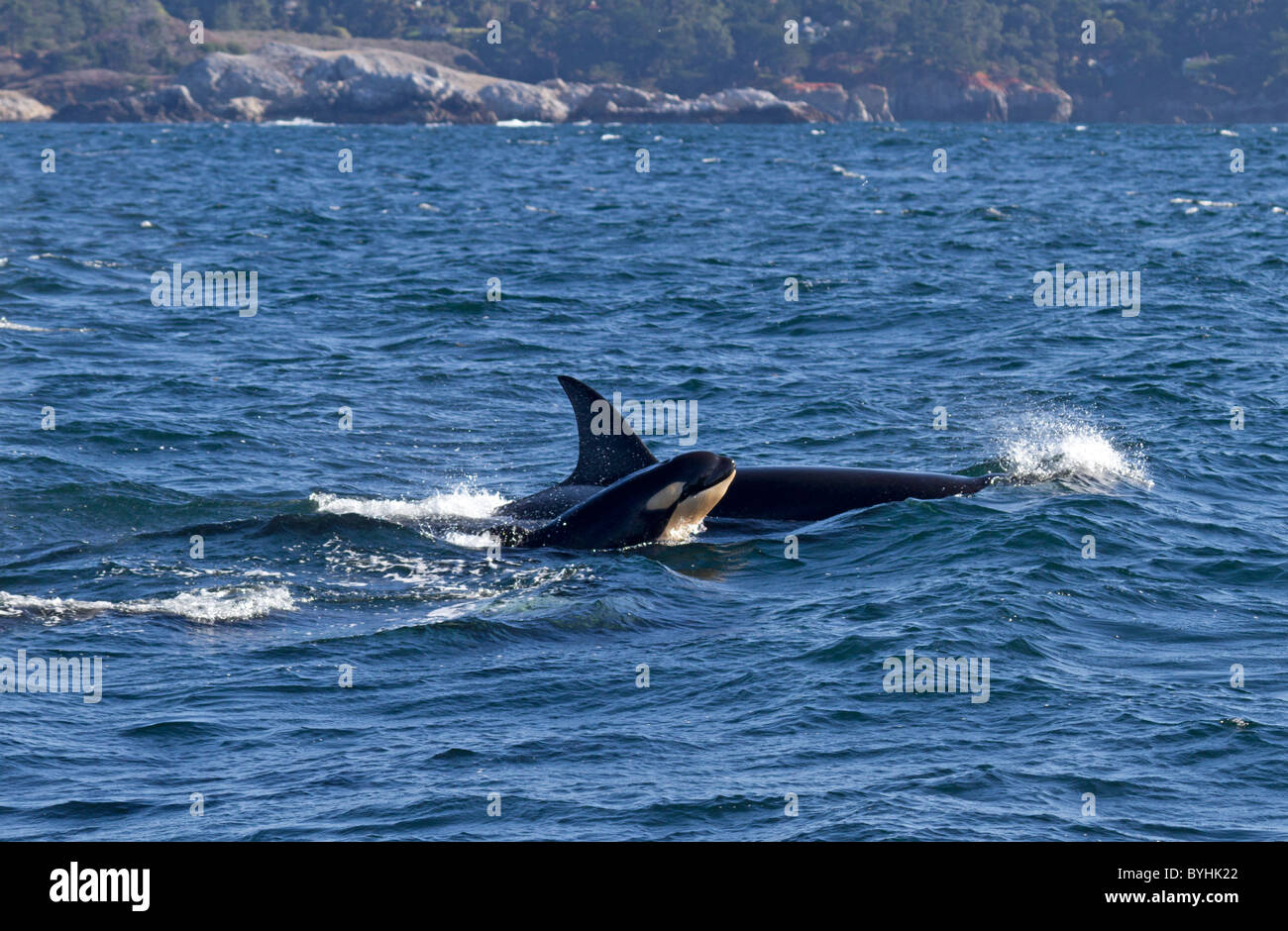 Orca with young animal (Orcinus orca Stock Photo - Alamy