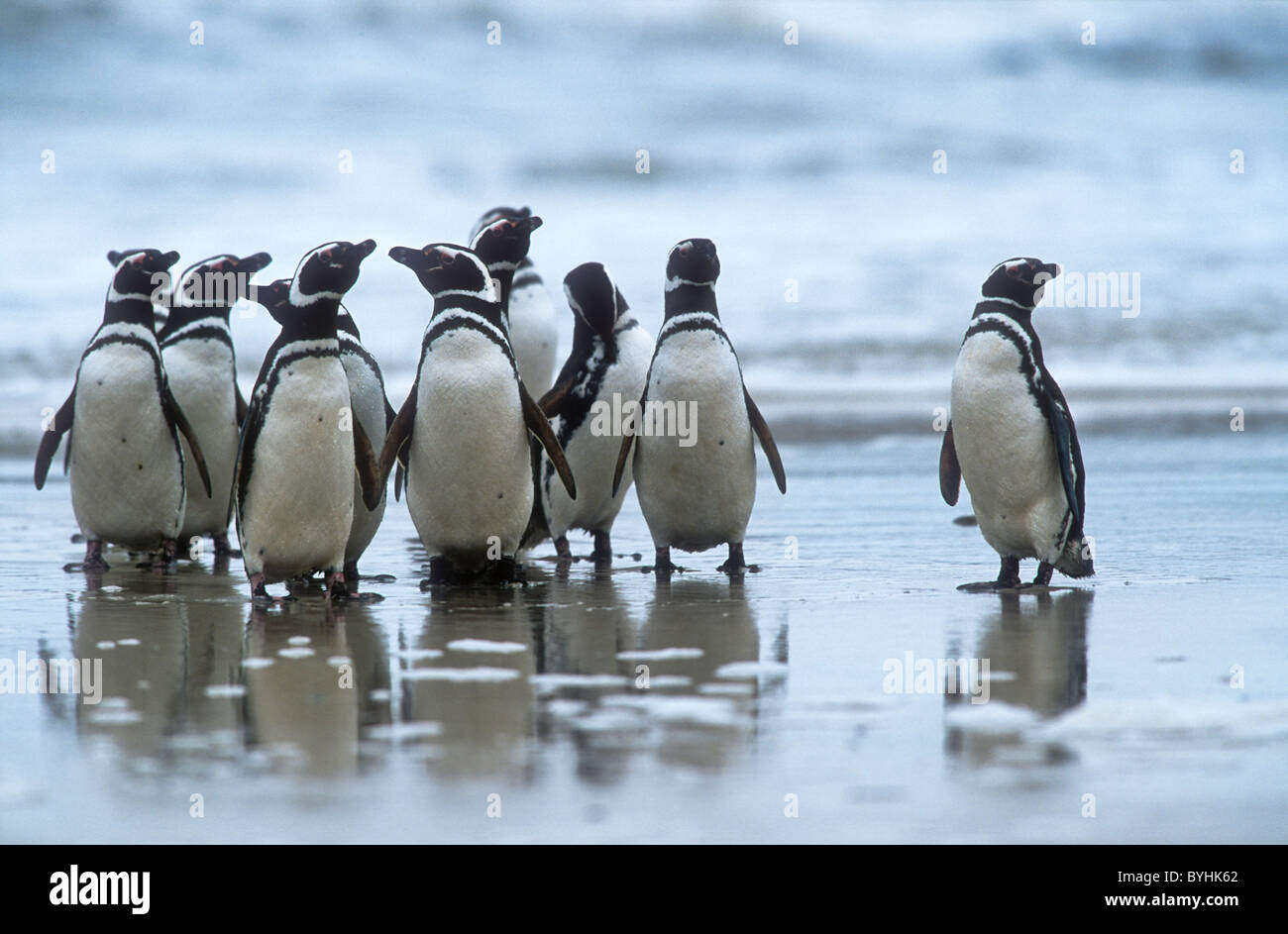 Magellanic penguins, Spheniscus magellanicus, Saunder's Island ...