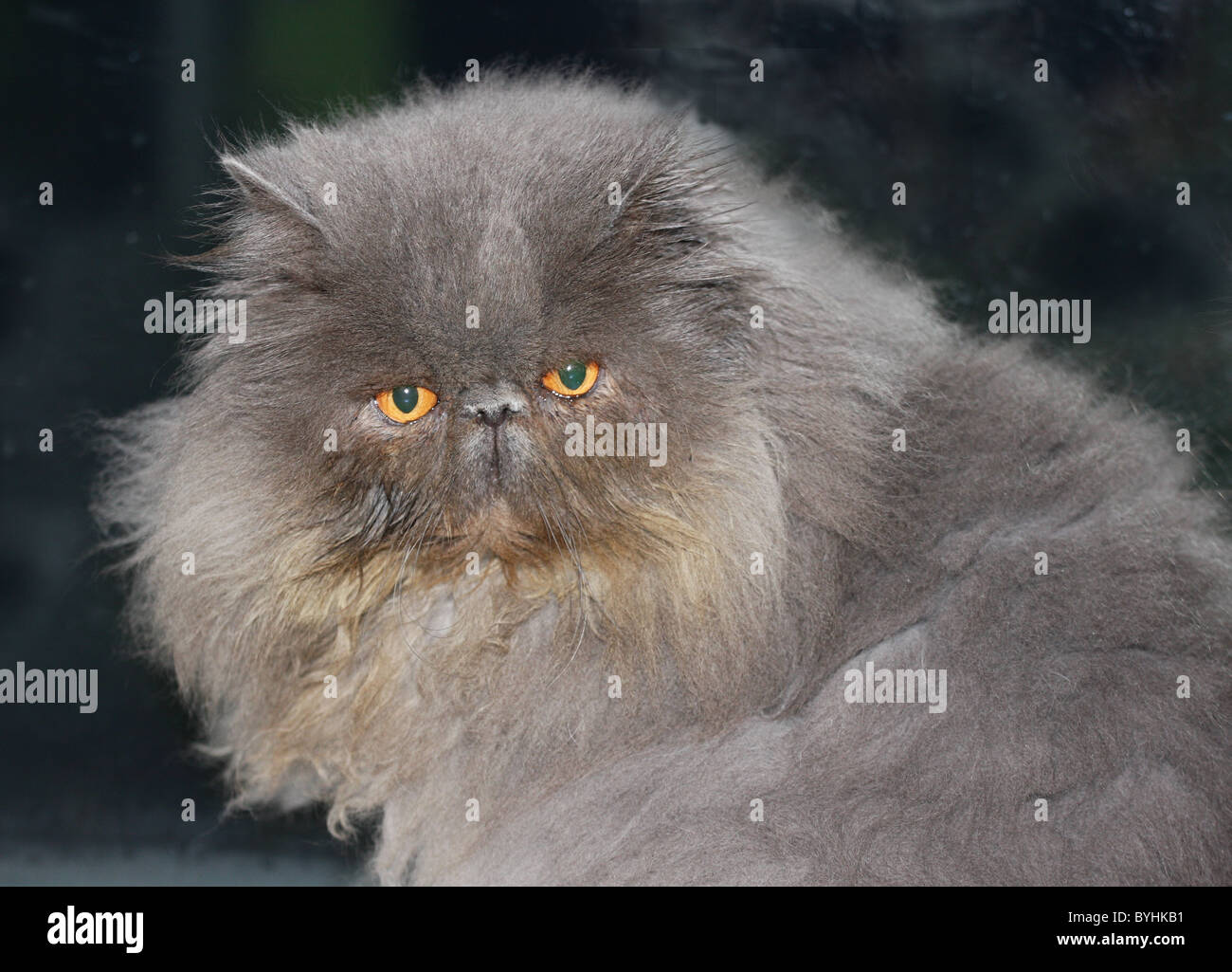 Portrait of a Blue Persian cat Stock Photo - Alamy