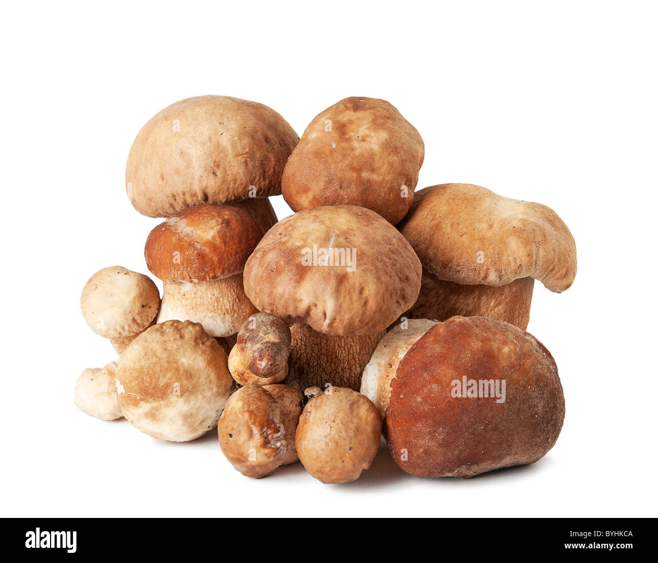 White spores background Cut Out Stock Images & Pictures - Alamy
