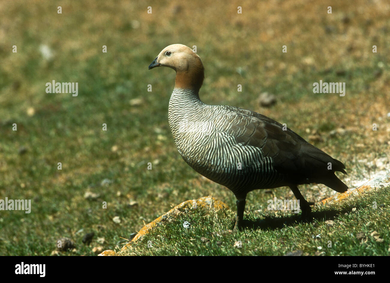 Ruddy-headed goose, Chloephaga rubidiceps, Saunder's Island, Falklands ...