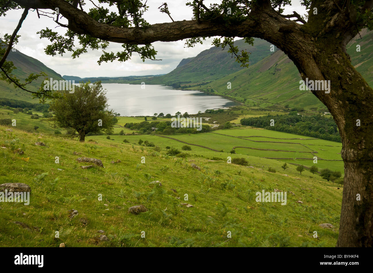 Wast Water seen from ascent of Scafell Pike with tree in foreground ...