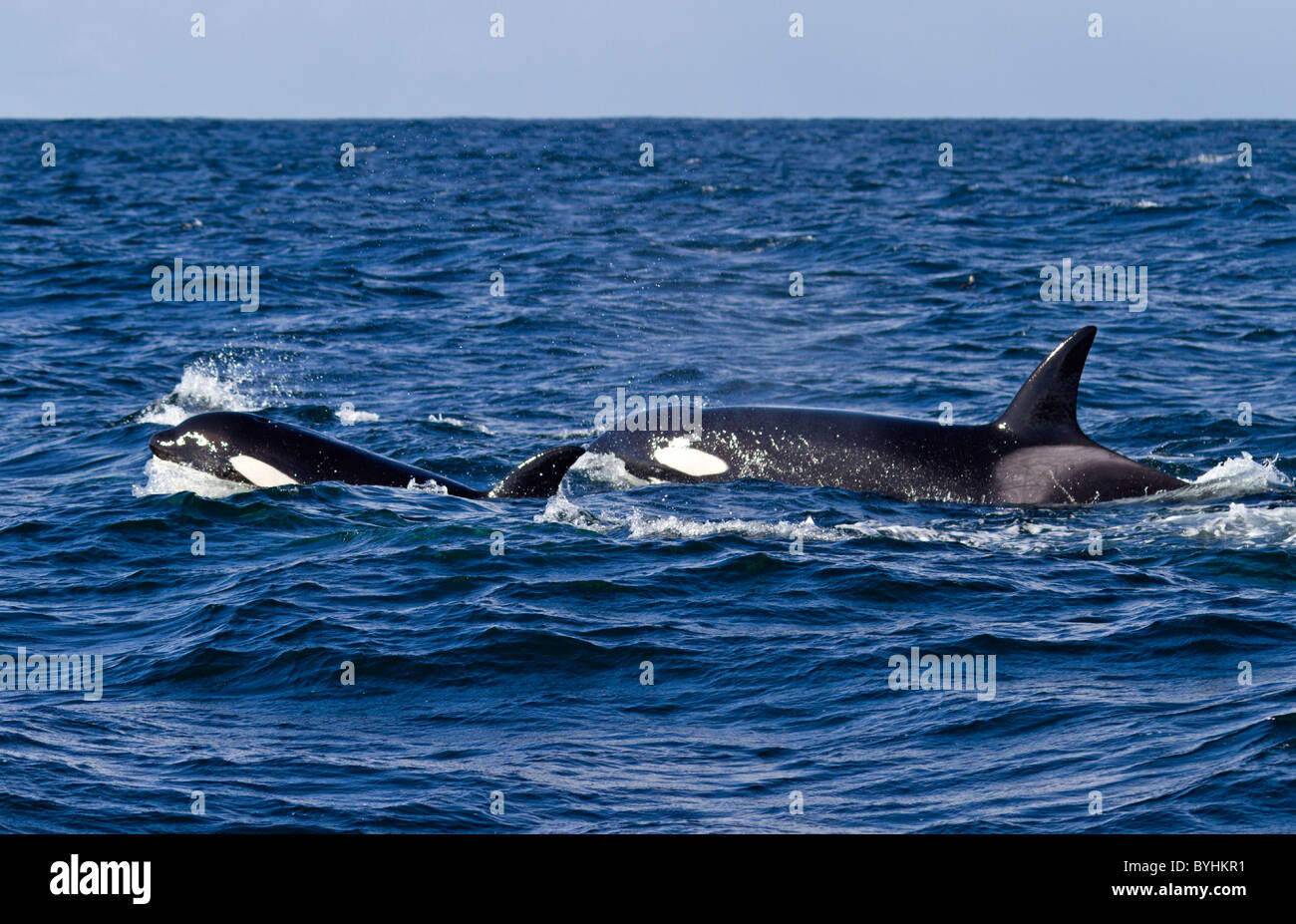 Ocean animals hi-res stock photography and images - Alamy