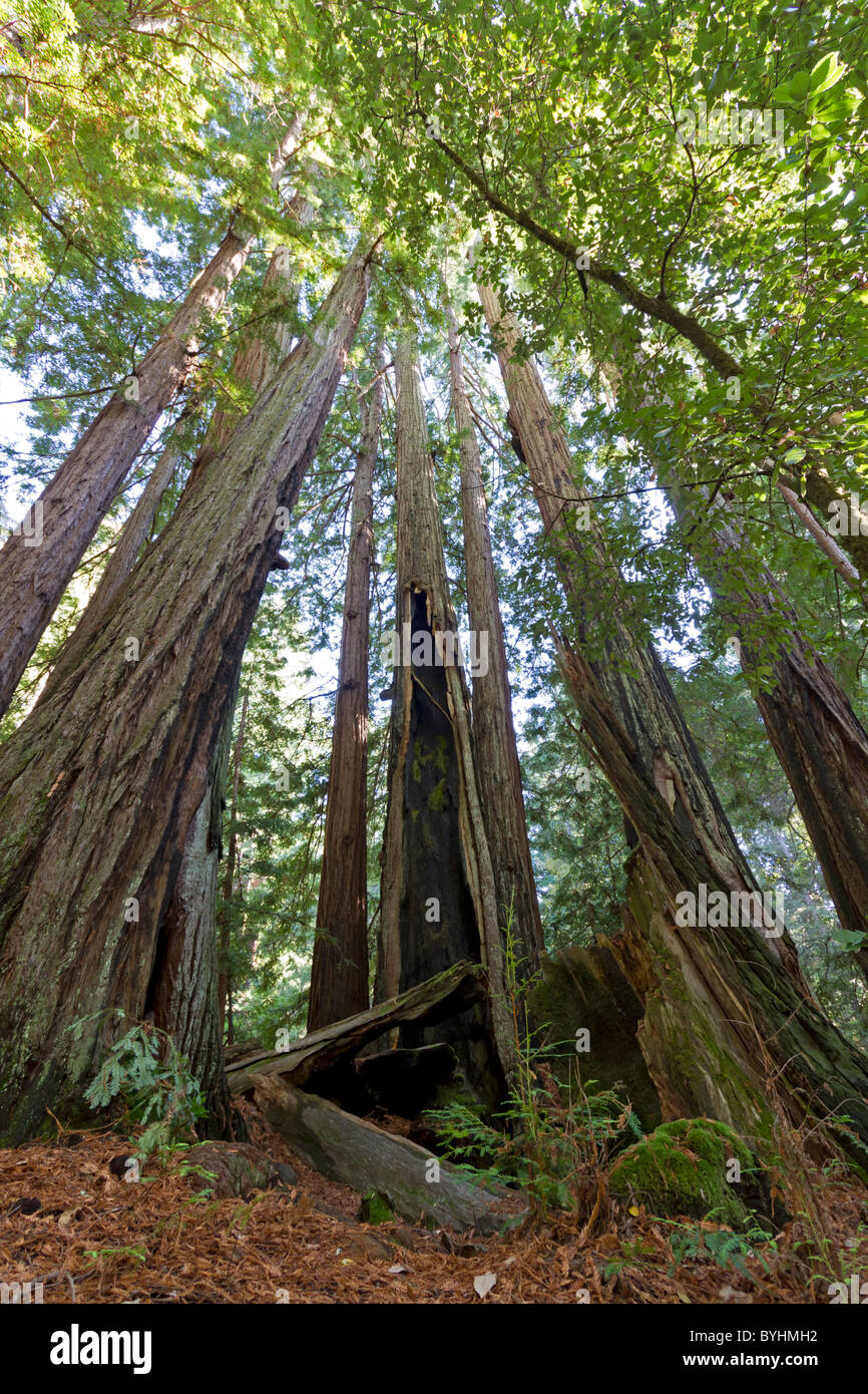 Redwood trees at a State Park, California USA Stock Photo - Alamy