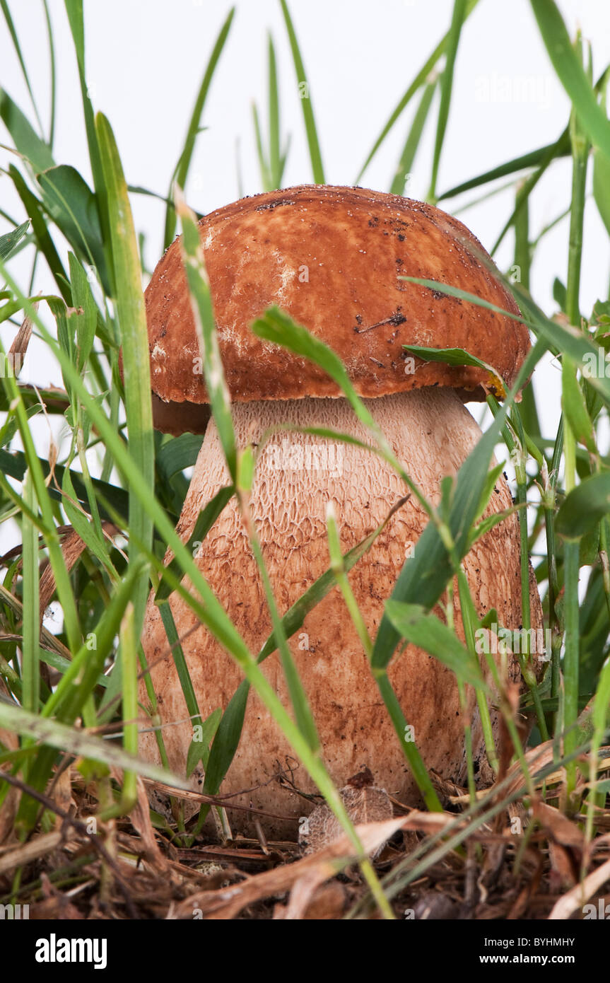 Small Mushroom Mushroom High Resolution Stock Photography and Images ...