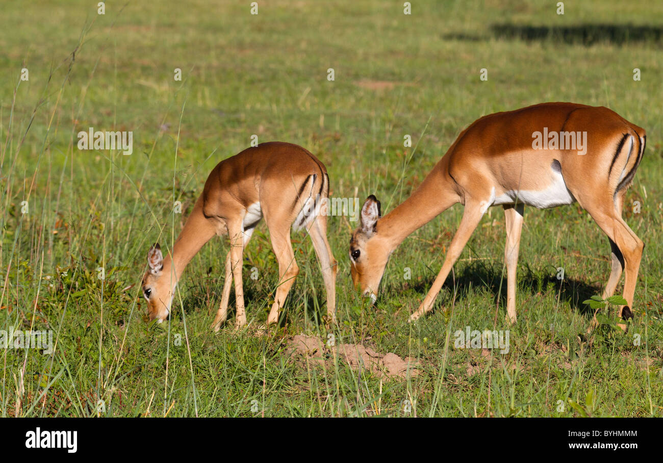 Impala feeding hi-res stock photography and images - Alamy