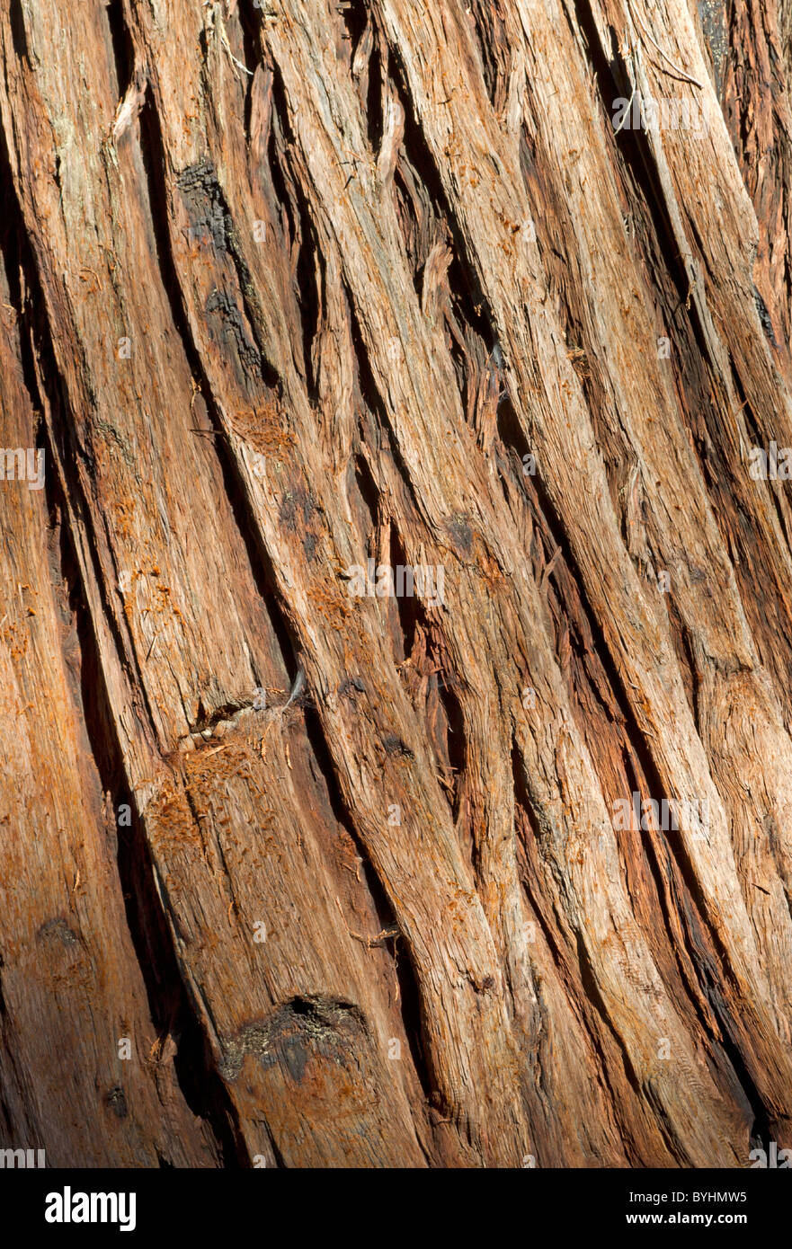 Bark of Redwood trees at a State Park, California USA Stock Photo - Alamy