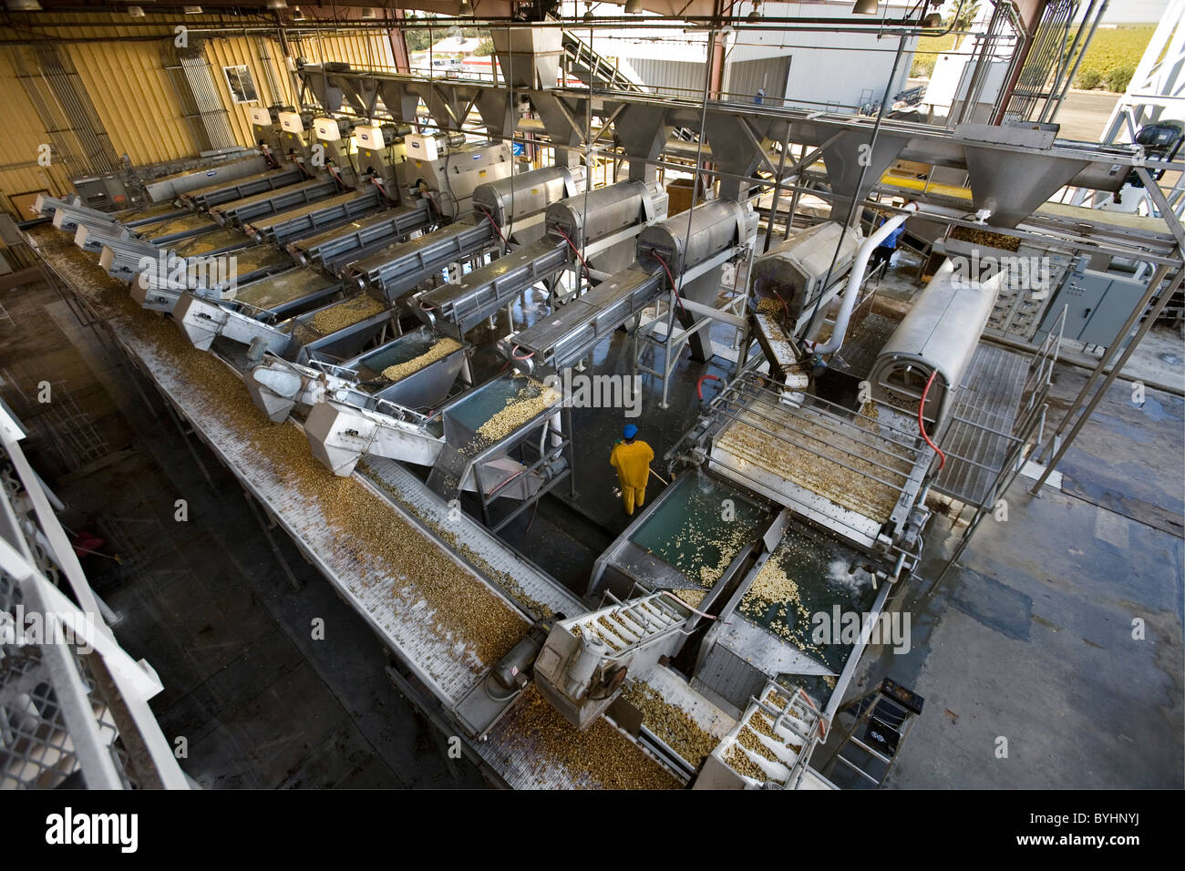 Pistachio processing facility; the freshly harvested nuts are washed ...