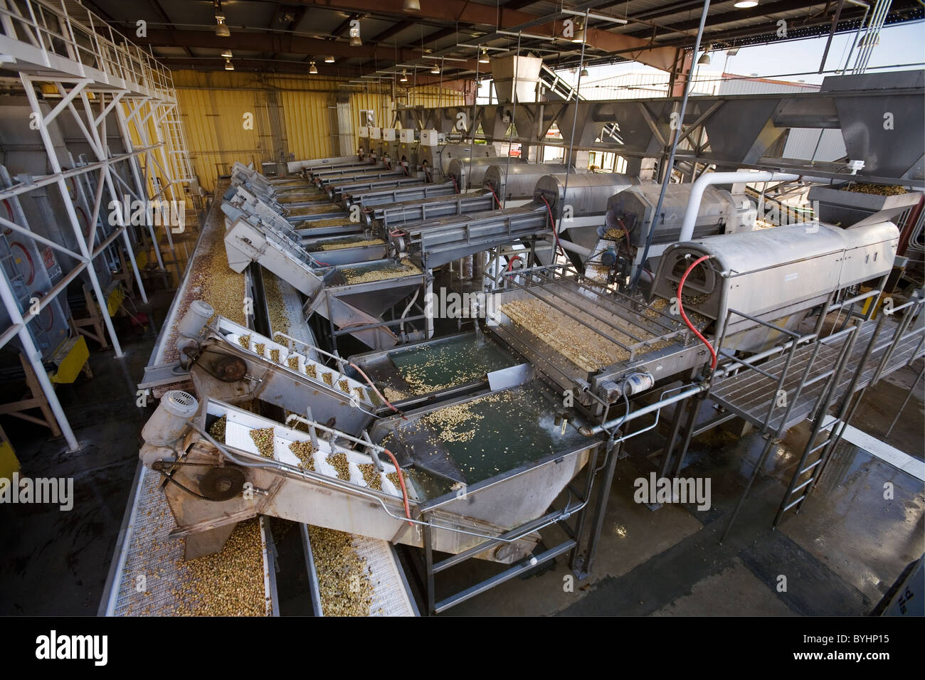 Pistachio processing facility; the freshly harvested nuts are washed ...