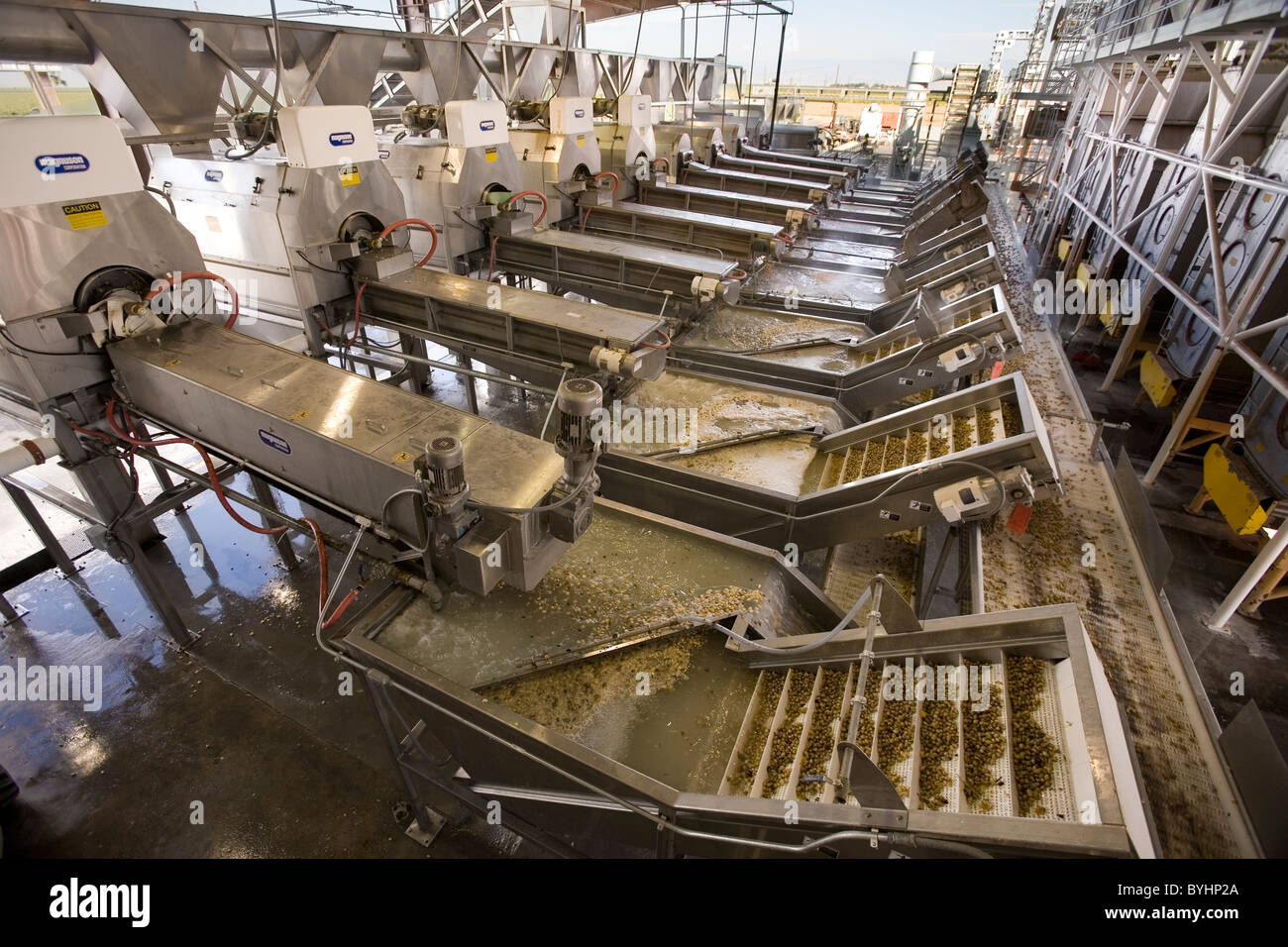 Pistachio processing facility; the freshly harvested nuts are washed ...