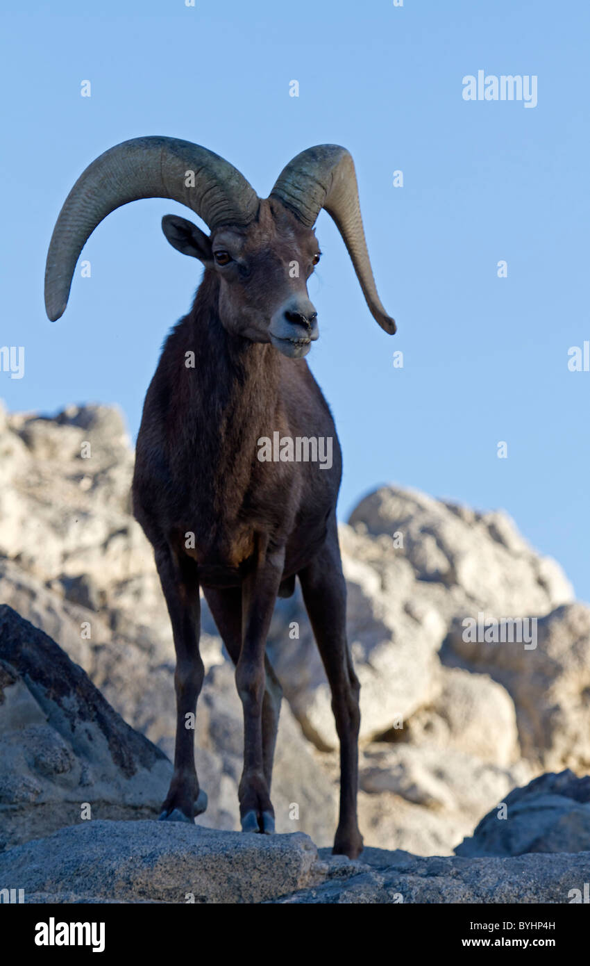 Ovis musmon hi-res stock photography and images - Alamy