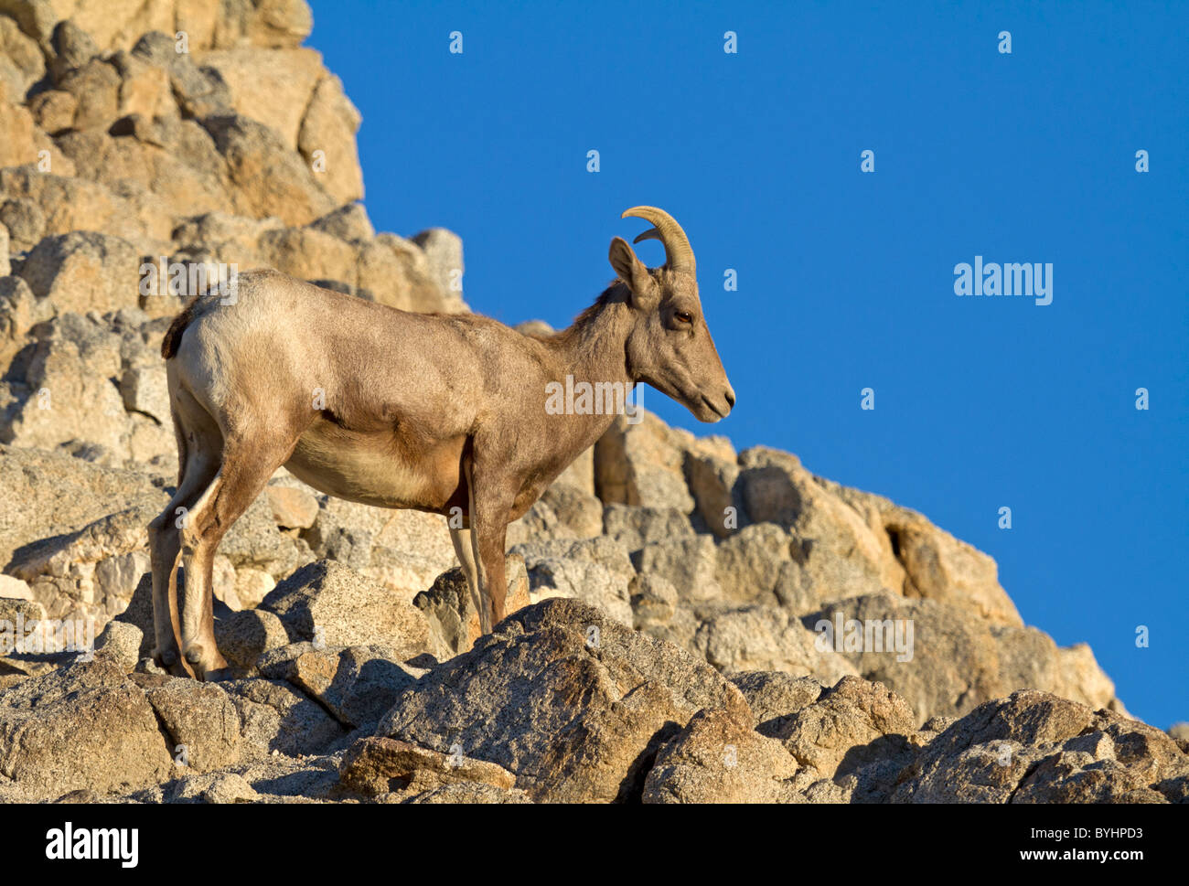 Ovis canadensis dickhornschaf hi-res stock photography and images - Alamy