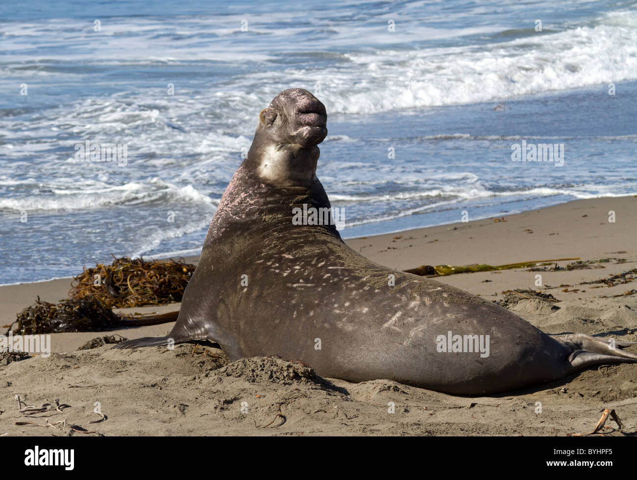 Tierwelt elefant hi-res stock photography and images - Alamy