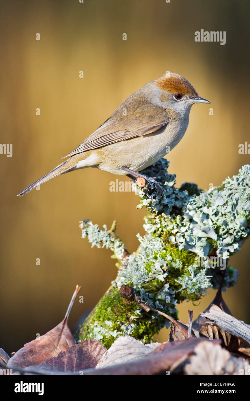 Female blackcap hi-res stock photography and images - Alamy