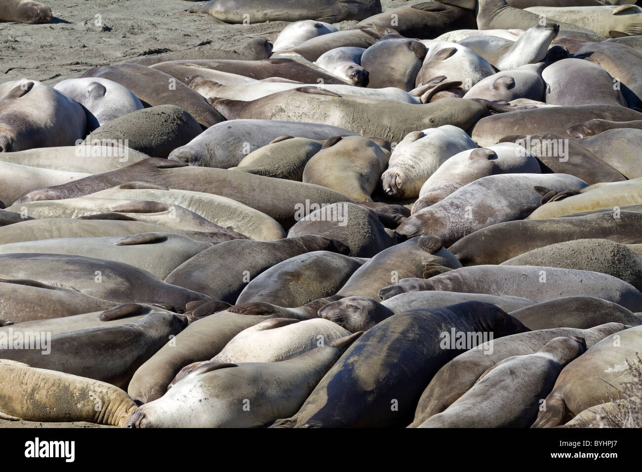 Elephant seal colony in California, USA Stock Photo - Alamy