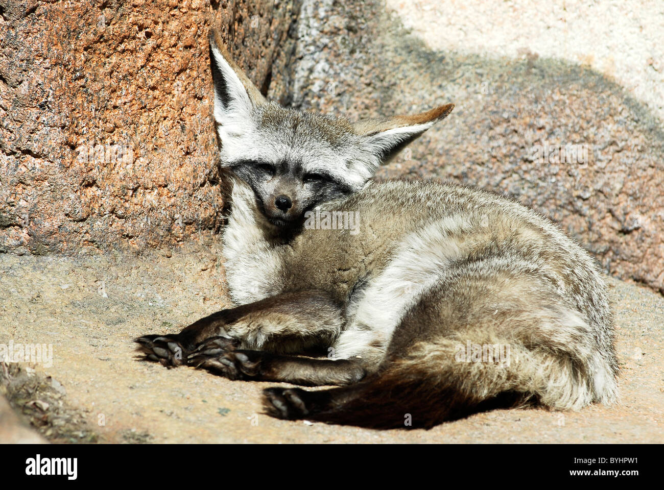 Fox lying down hi-res stock photography and images - Alamy