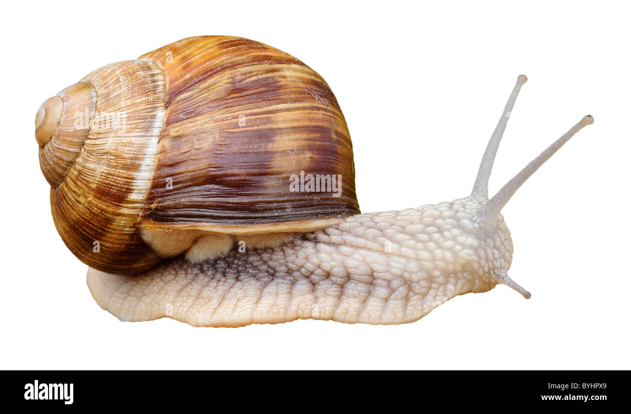 Burgundy snail helix pomatia hi-res stock photography and images - Alamy