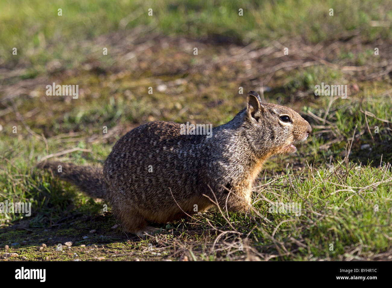 Fauna terrestre hi-res stock photography and images - Alamy