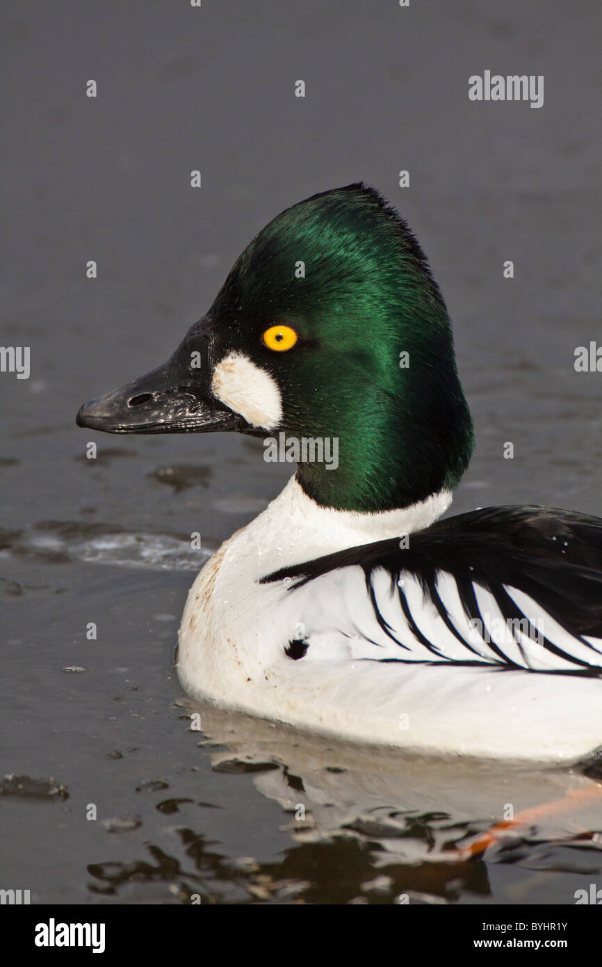 Common goldeneye duck drake in partially frozen lagoon-Victoria ...