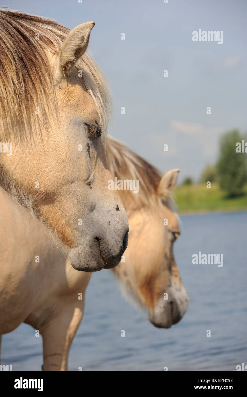 Two wild horses staring at the shore of a lake Stock Photo - Alamy