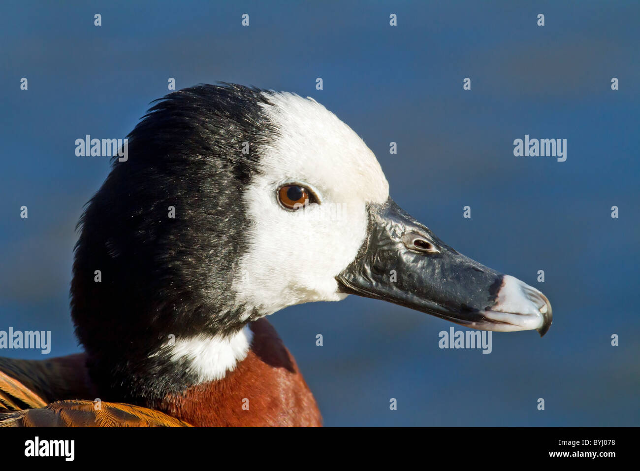Tree duck hi-res stock photography and images - Alamy