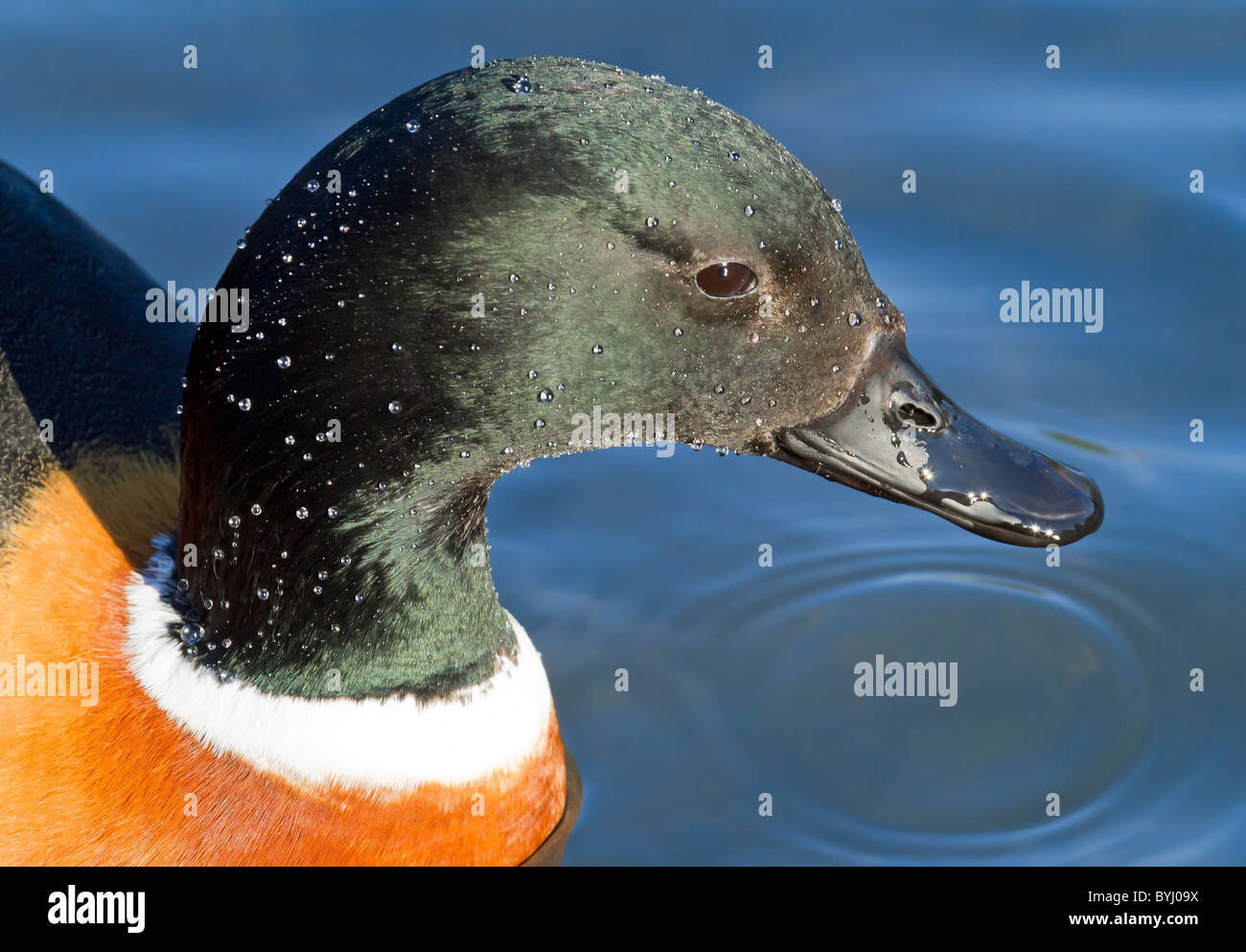 Shell duck hi-res stock photography and images - Alamy