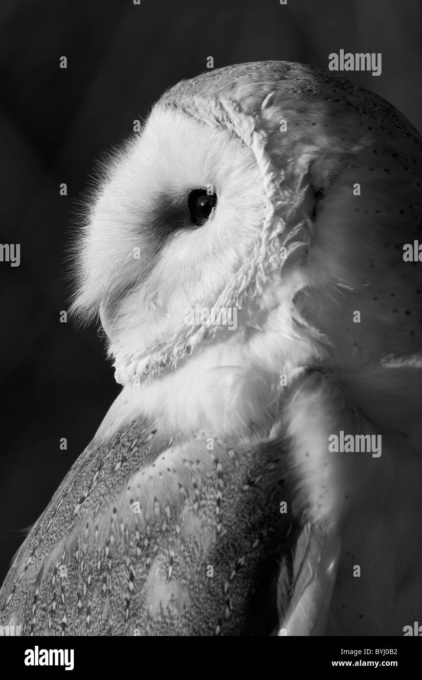 Owl Turned Head Stock Photos & Owl Turned Head Stock Images - Alamy
