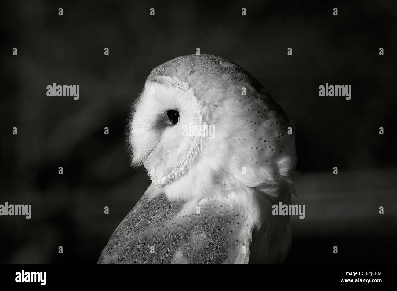 Barn owl with head turned 180 degress Stock Photo - Alamy