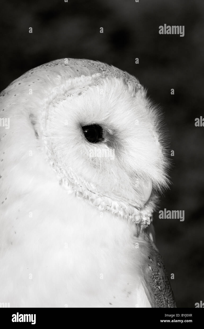 Barn owl in beautiful light showing soft texture of feathers Stock ...