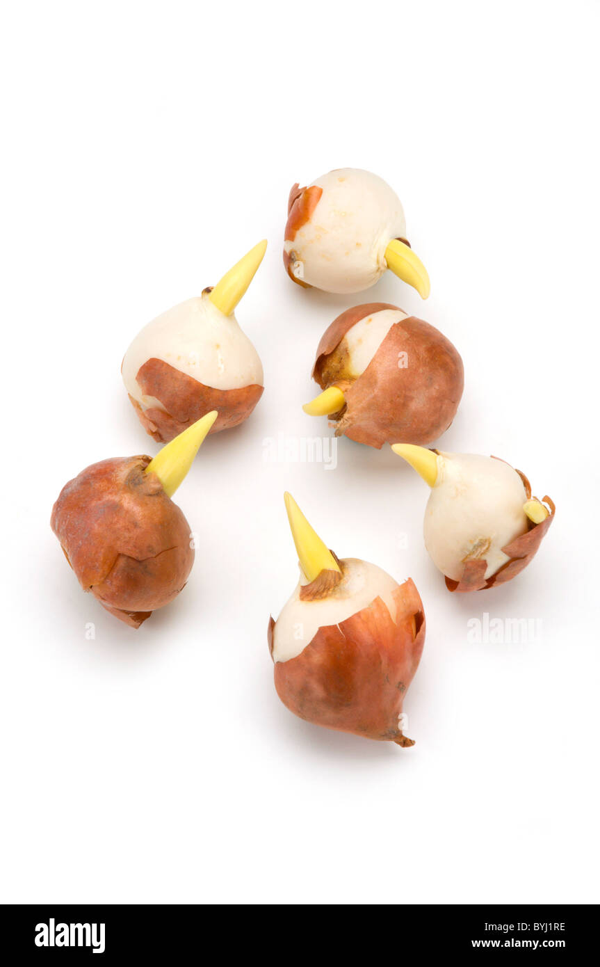 Tulip bulbs hi-res stock photography and images - Alamy