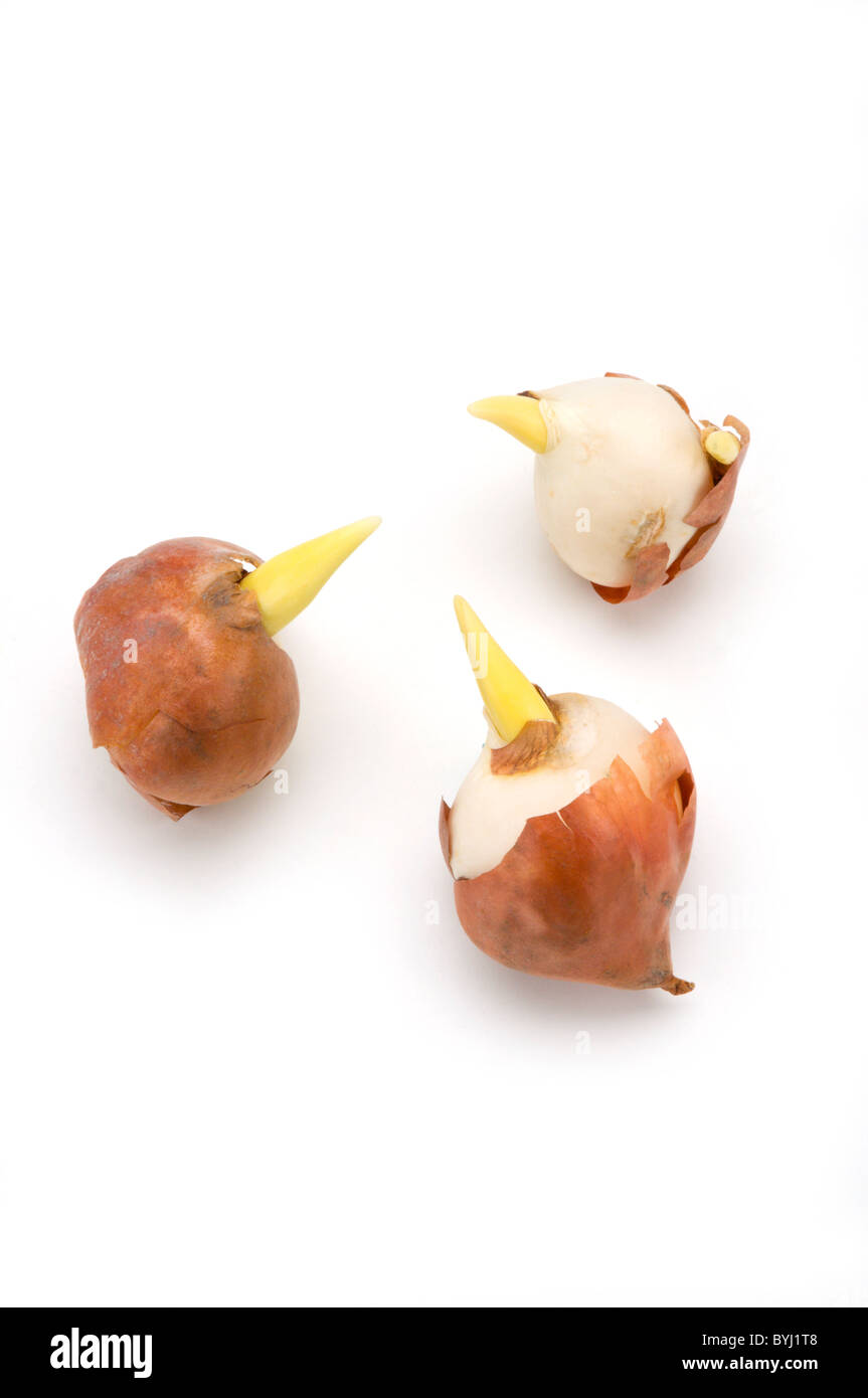 Tulip bulbs Cut Out Stock Images & Pictures - Alamy