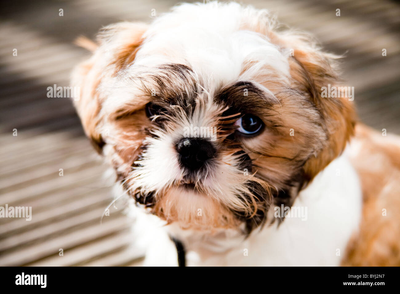 Jack tzu hi-res stock photography and images - Alamy