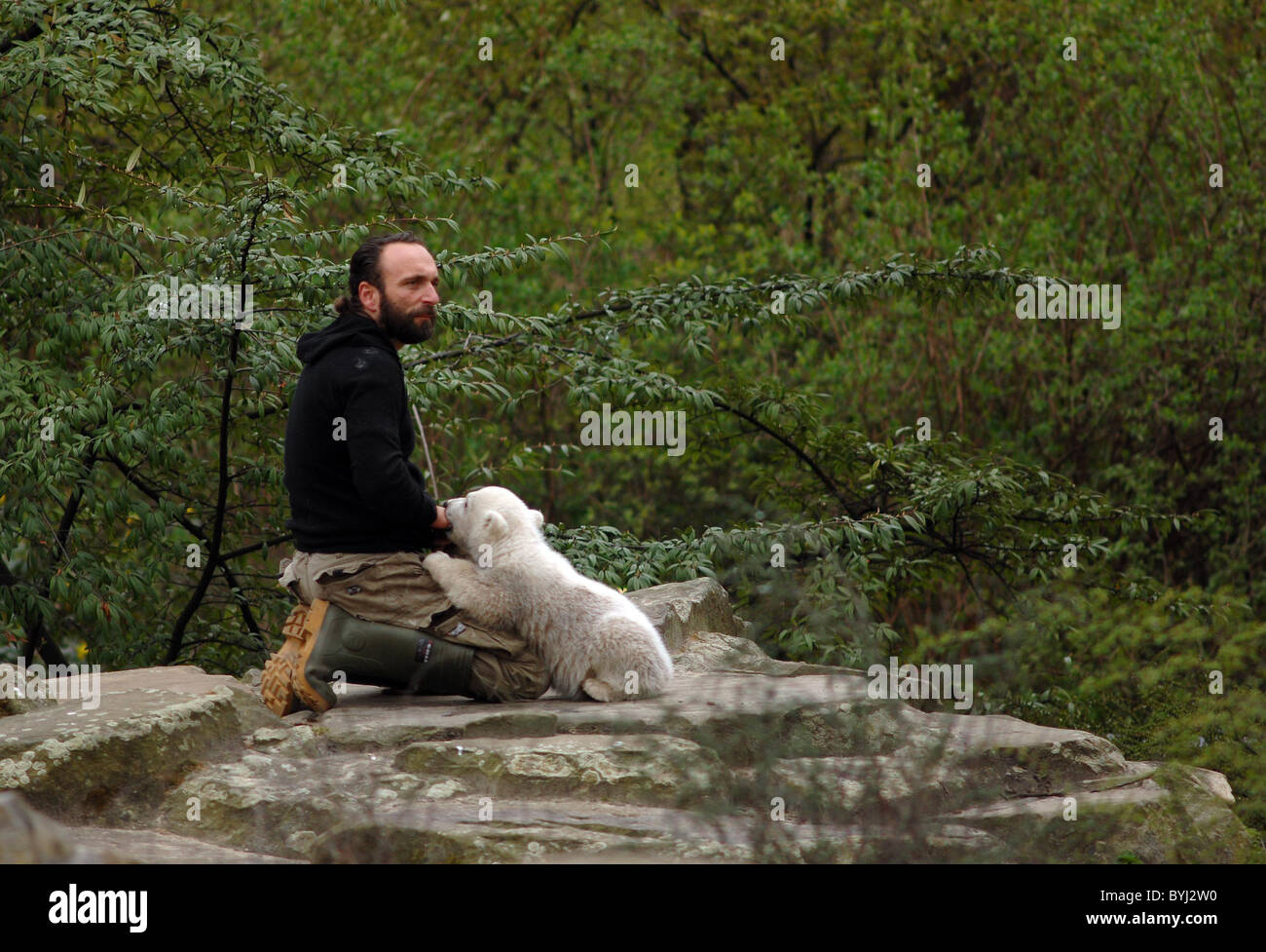 Polar bear cub Knut and Thomas Doerflein at the Zoo Berlin Berlin ...