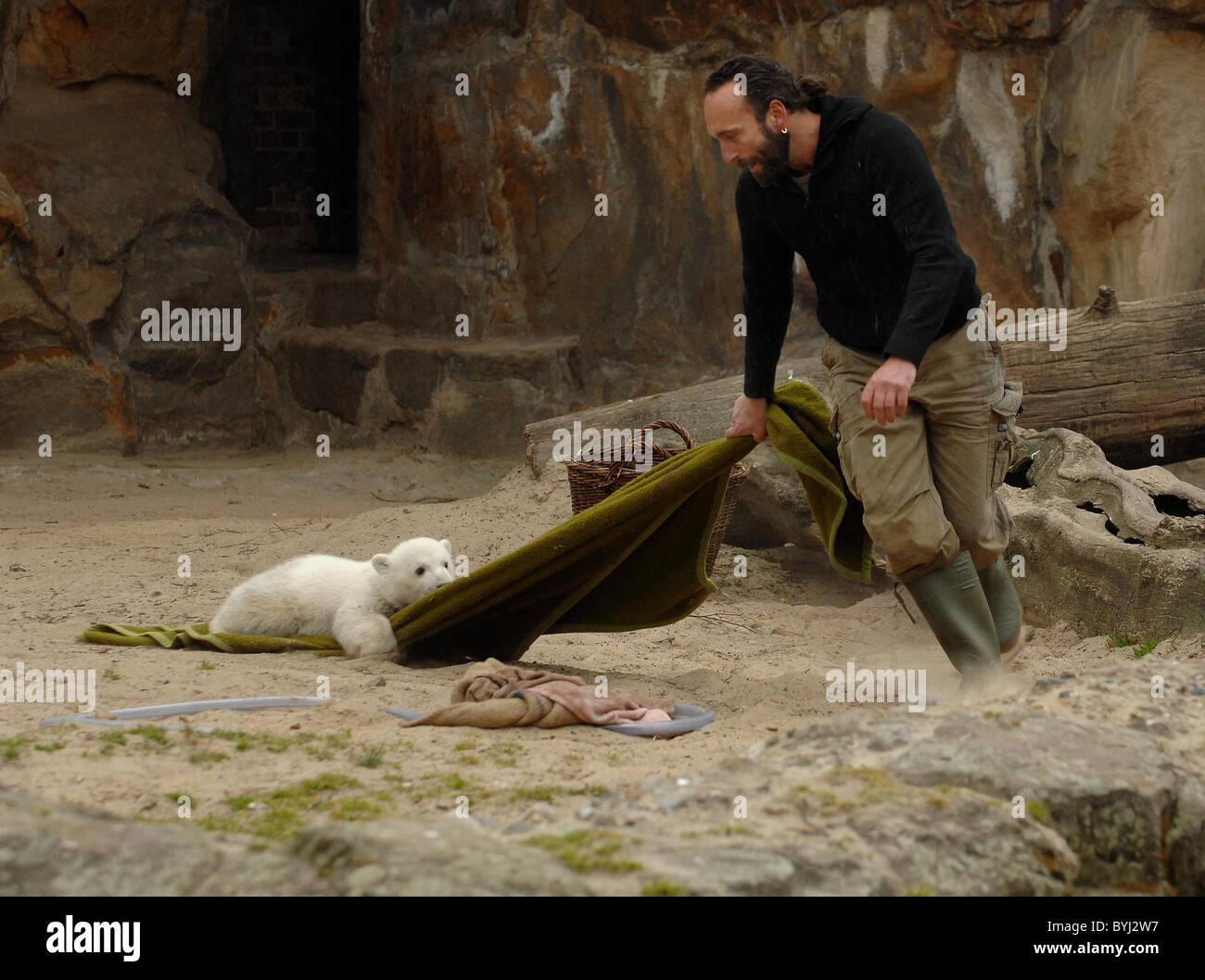 Polar bear cub Knut and Thomas Doerflein at the Zoo Berlin Berlin ...