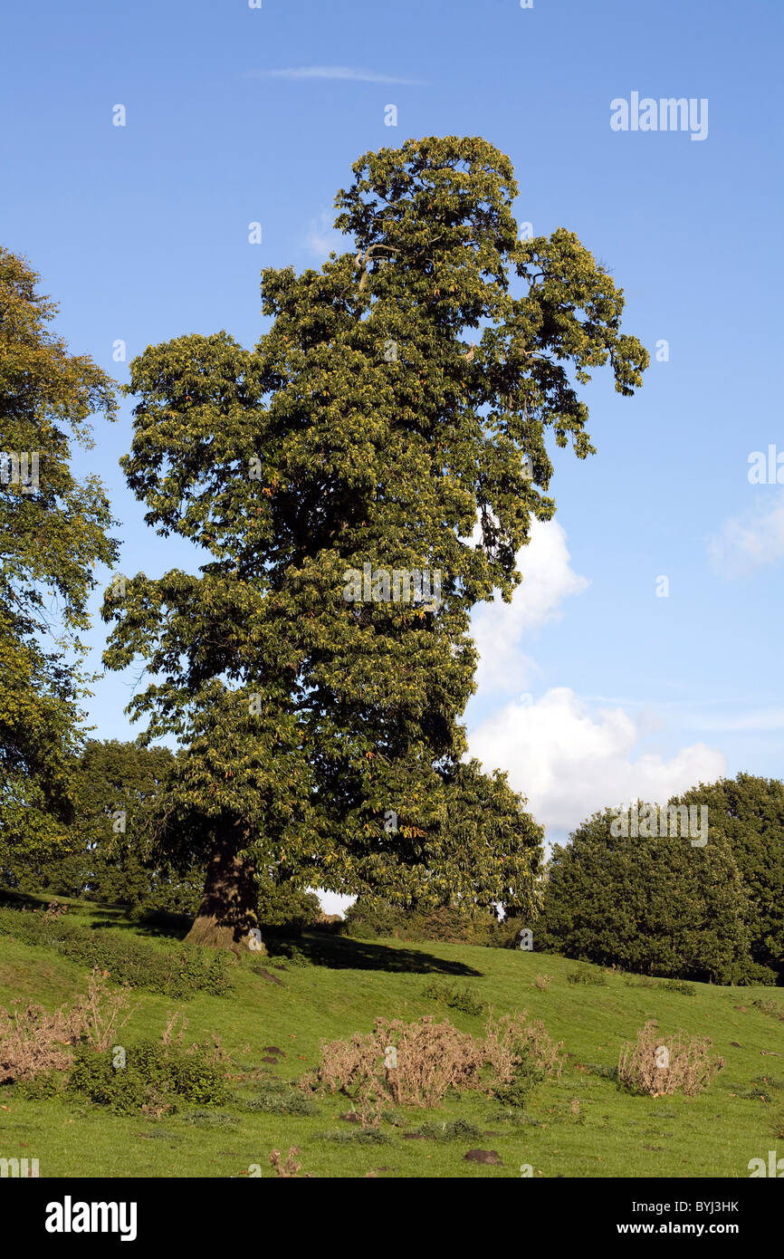Sweet chesnut tree hi-res stock photography and images - Alamy