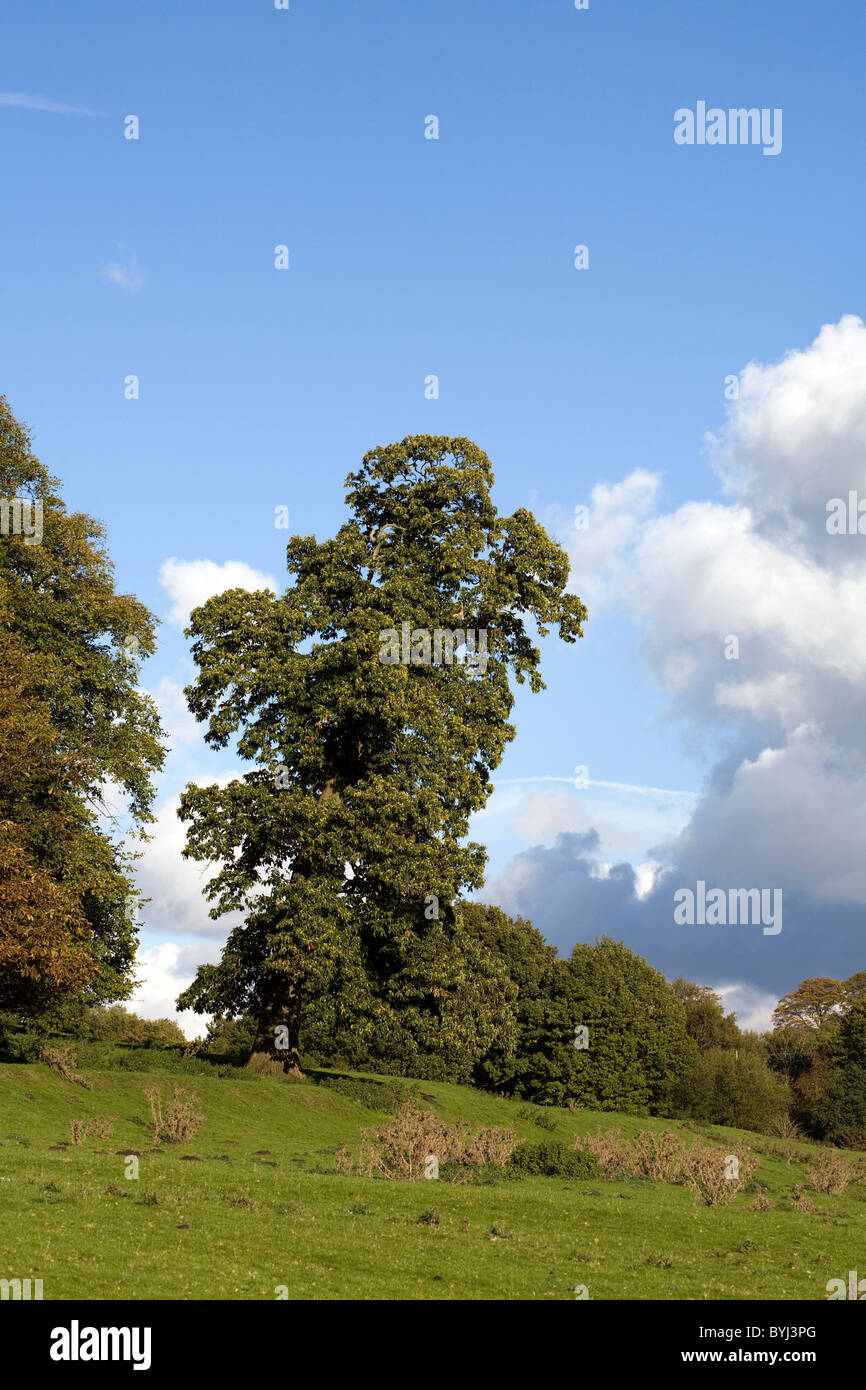 Sweet chesnut tree hi-res stock photography and images - Alamy