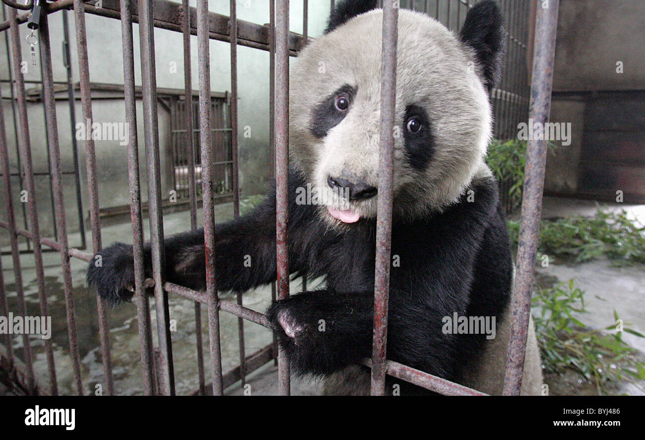 PANDA RESCUE Ailing panda Ni Ni relaxes in her cage at the Shanxi ...