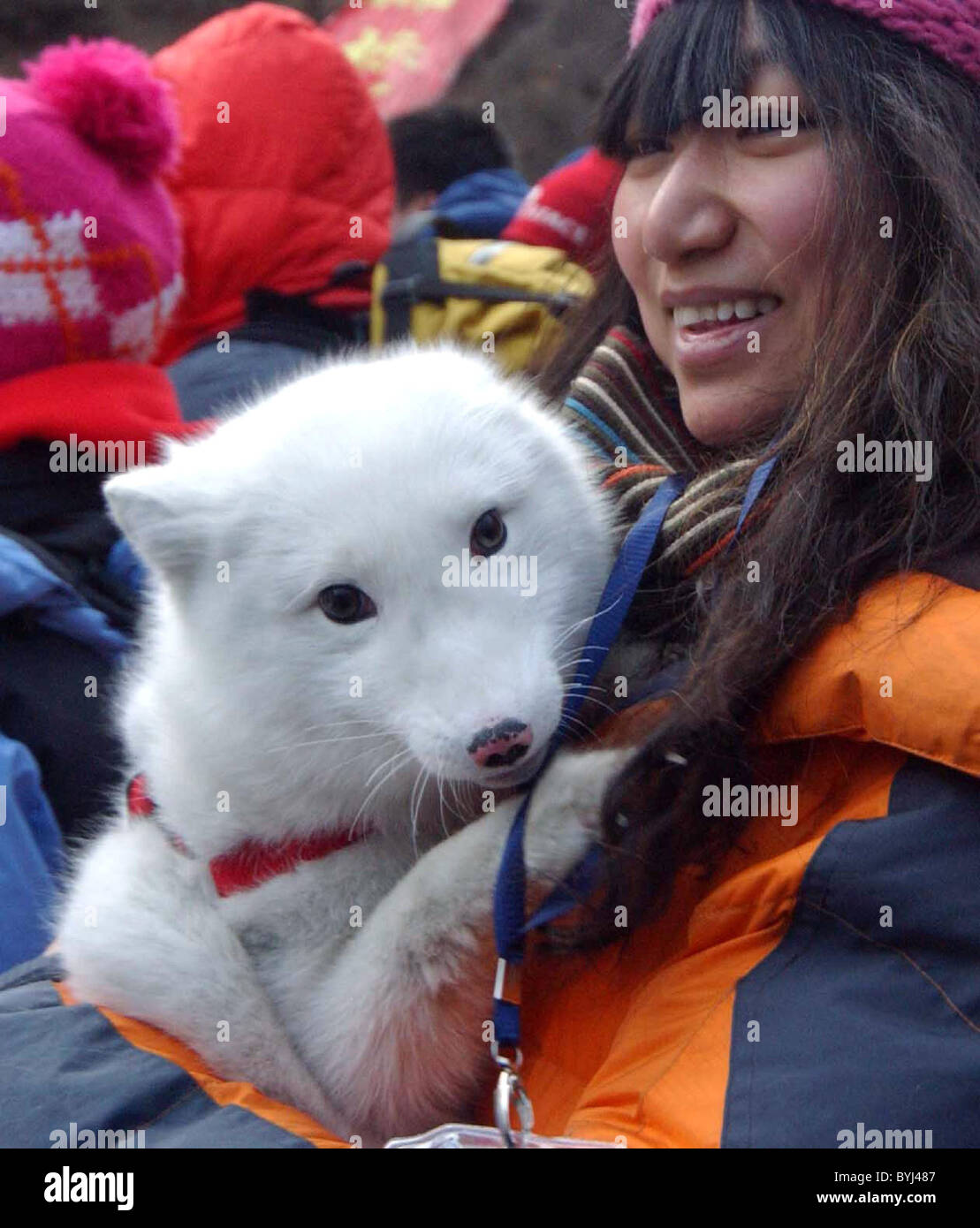 FOXY LADY A Chinese woman brings her pet fox Bai Bai to crowded areas ...