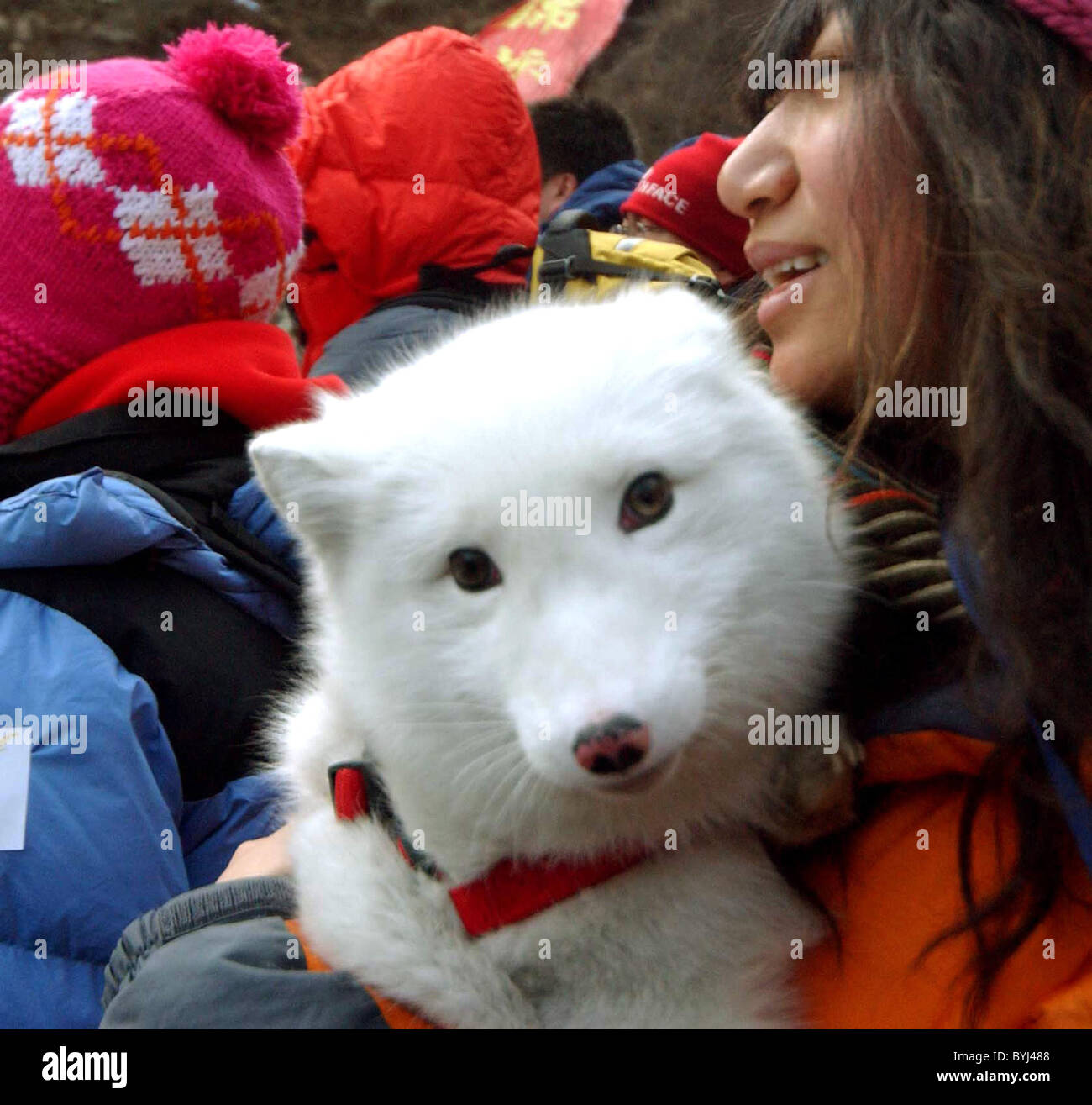 FOXY LADY A Chinese woman brings her pet fox Bai Bai to crowded areas ...