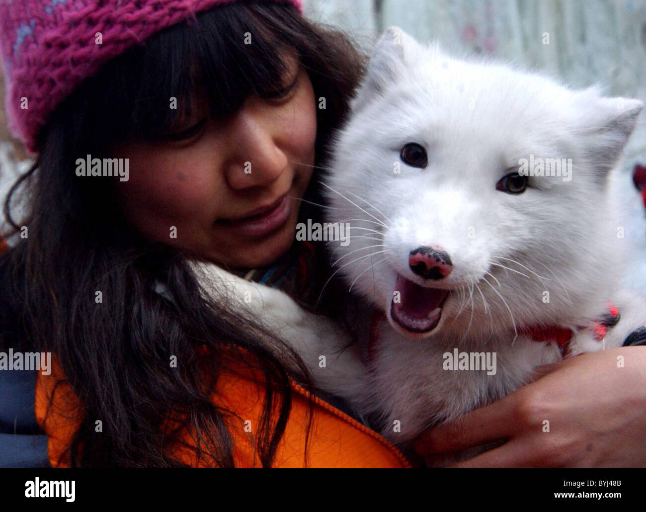 FOXY LADY A Chinese woman brings her pet fox Bai Bai to crowded areas ...