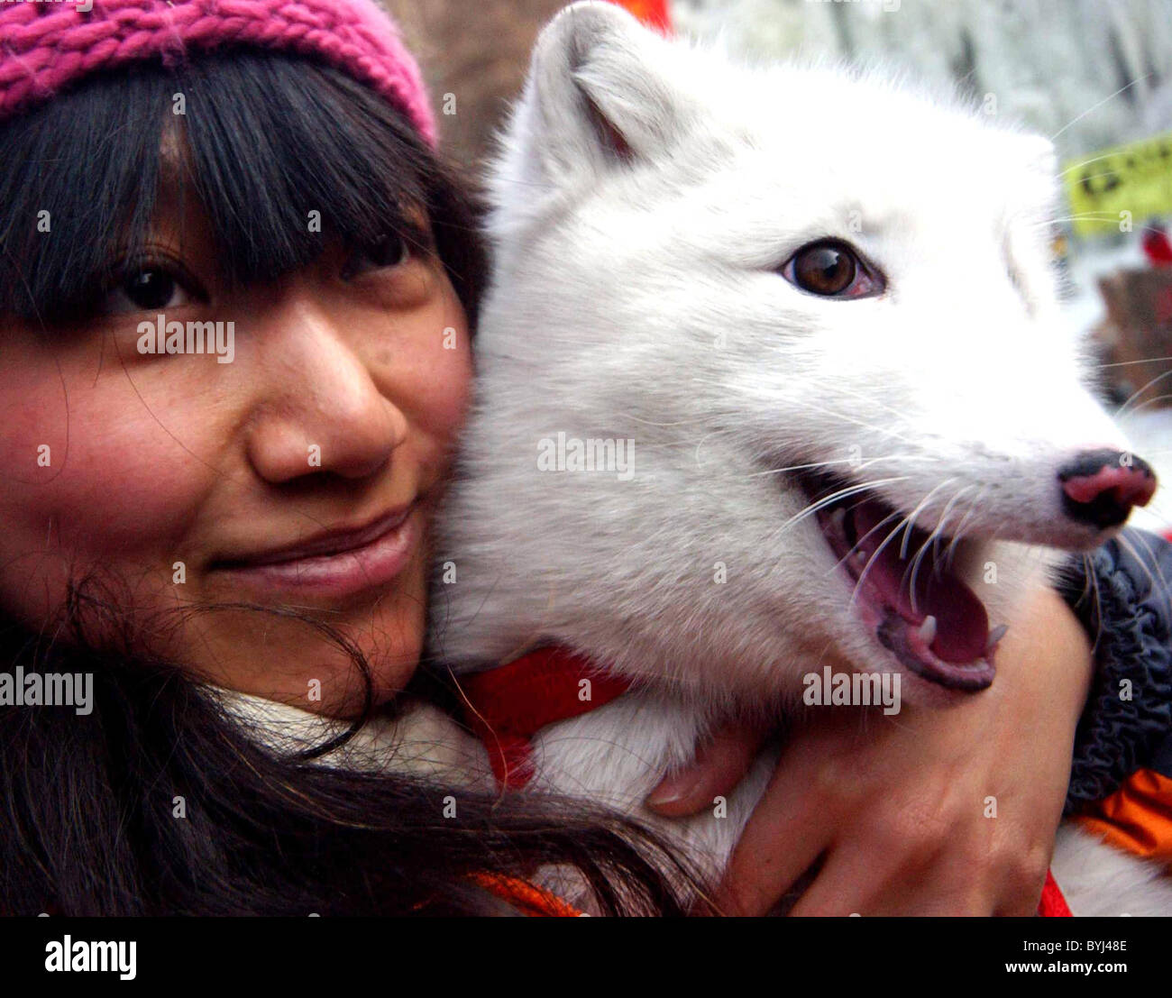 FOXY LADY A Chinese woman brings her pet fox Bai Bai to crowded areas ...